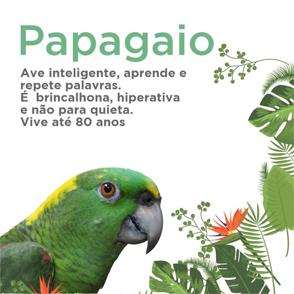 Conheça as cinco melhores espécies de pássaros para ter em casa - Smile ...