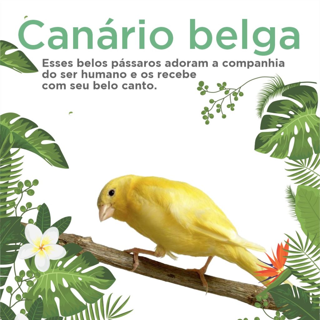 Conheça as cinco melhores espécies de pássaros para ter em casa - Smile ...